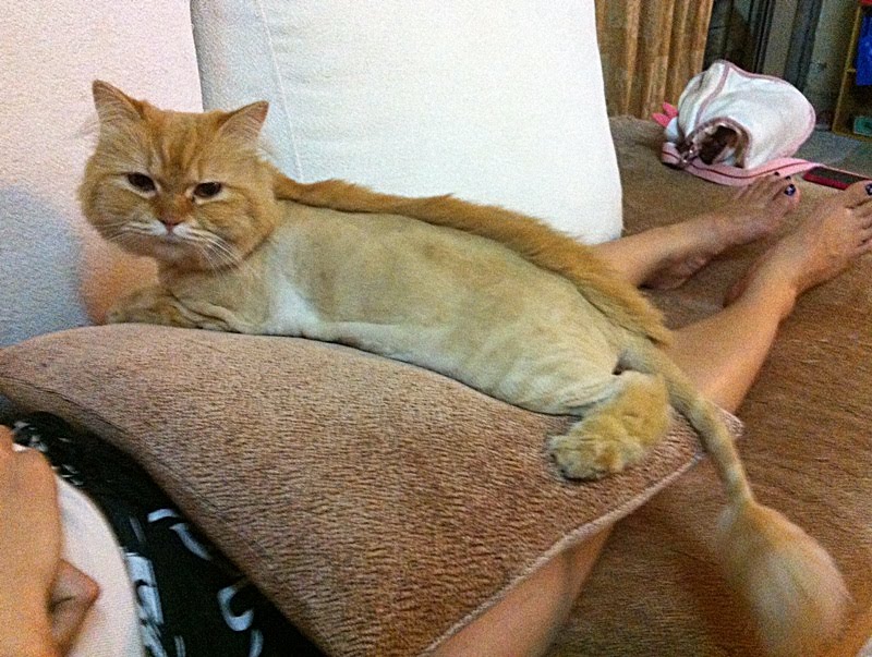 Just Sharlene and the Spice Cats .....: MOHAWK!!!!