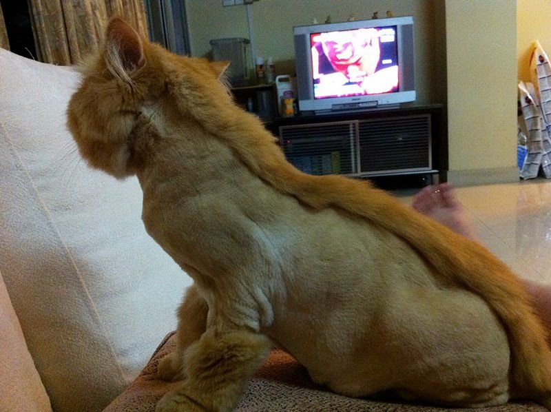 Just Sharlene and the Spice Cats .....: MOHAWK!!!!