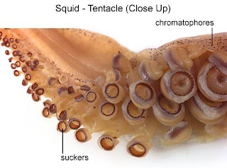 _I@i\i: DISSECTION: SQUIDS