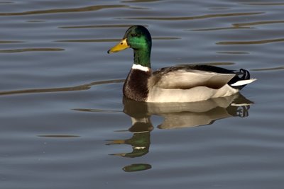 Valencia en tus manos: L'Albufera