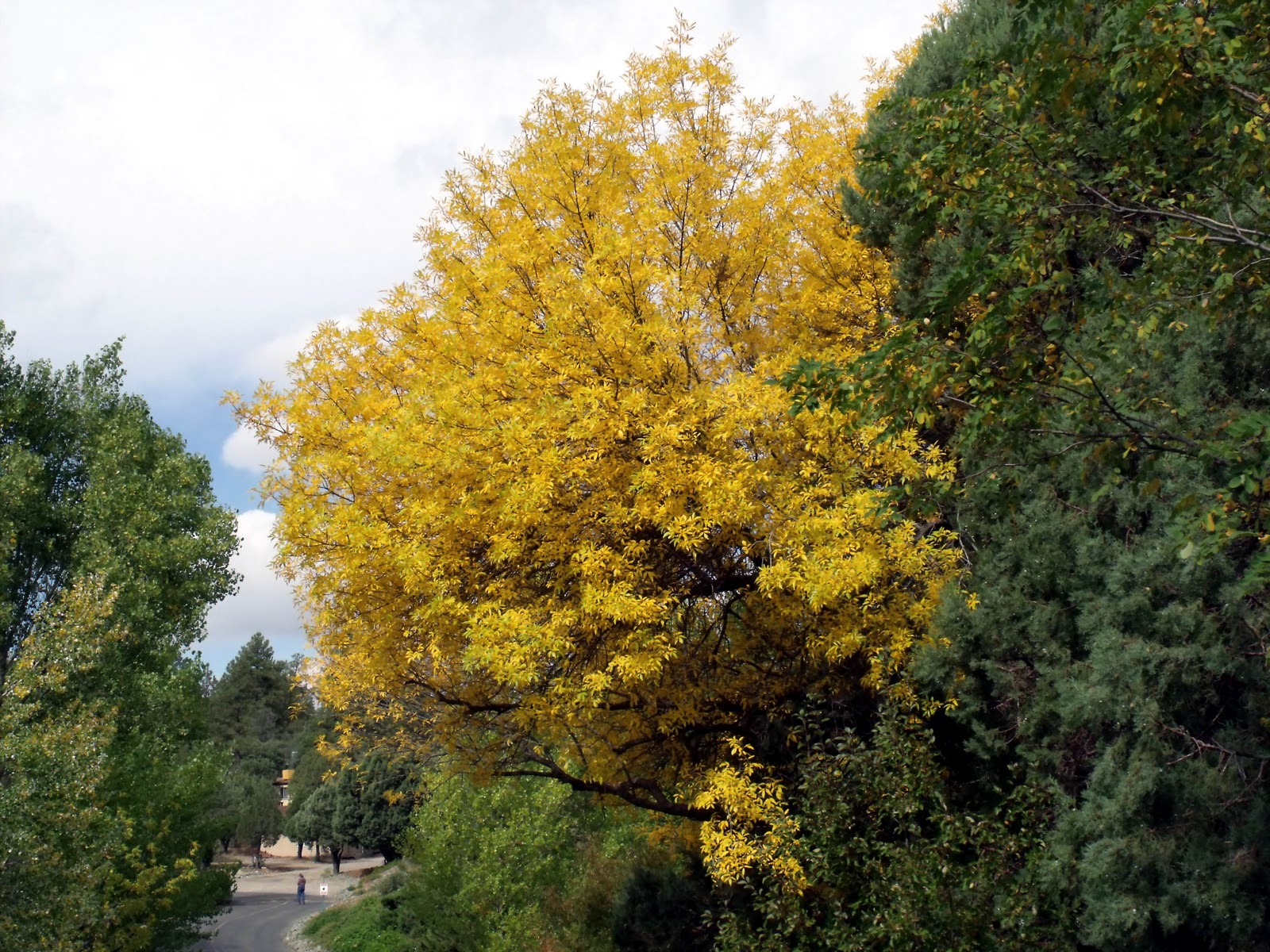Preskittgurl: Scenes of Fall - In & Around Prescott, Az.