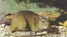 LA CIENCIA DE LA VIDA: LOS ANIMALILLOS DE LAS PELÍCULAS DE ANIMACIÓN ...