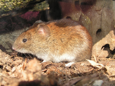 LA CIENCIA DE LA VIDA: 10/2008