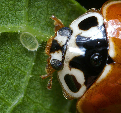 LA CIENCIA DE LA VIDA: INSECTOS DE THOMAS SHAHAN