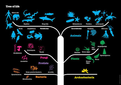 LA CIENCIA DE LA VIDA: COLORIDOS CARTELES DE CIENCIA