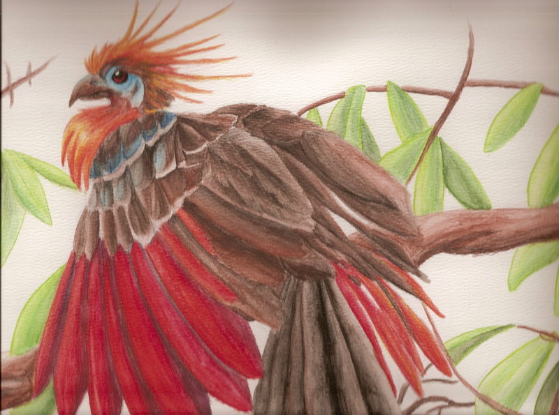 LA CIENCIA DE LA VIDA: ARTE & ZOOLOGÍA (IX). HOATZIN.