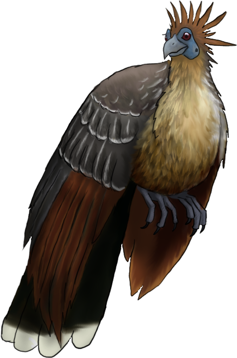 LA CIENCIA DE LA VIDA: ARTE & ZOOLOGÍA (IX). HOATZIN.