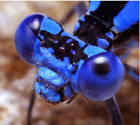 LA CIENCIA DE LA VIDA: 08/2010