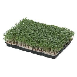 100% tidsspild: Ægte Karse!