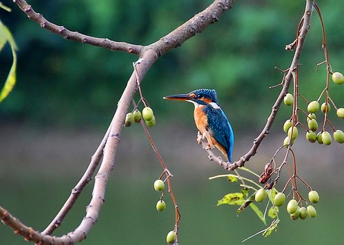 The Life of Sweet Birds: Sweet Bangladeshi Bird