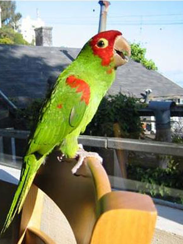The Life of Sweet Birds: PARROTS BIRDS