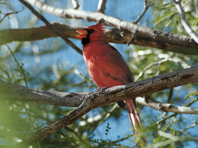 The Life of Sweet Birds: CARDINAL RED BIRDS