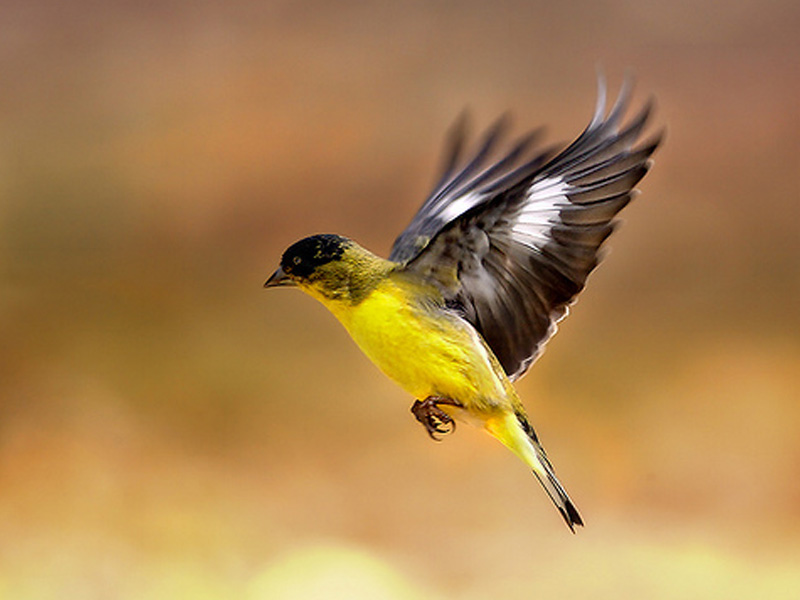 The Life of Sweet Birds: GREAT BIRD PHOTOS