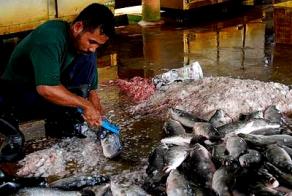 Miau Wantz Her Fillet: Eating fish scales to great health?