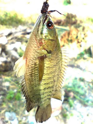 New Blog 1: Climbing Perch