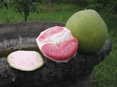 BaliOrango: JERUK BALI-PUMMELO (Citrus grandis L. (Osbeck))