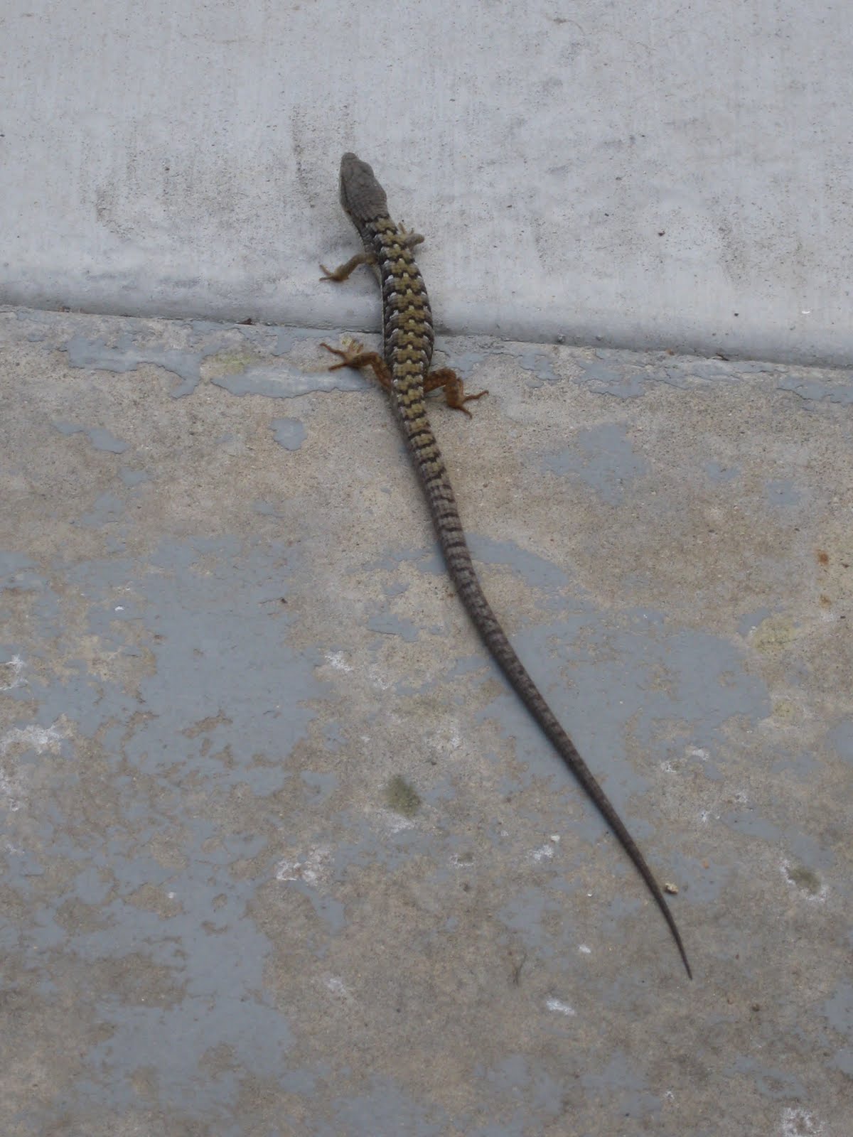 SuperGreatAnn: Alligator Lizards in the Air, In the AIR......