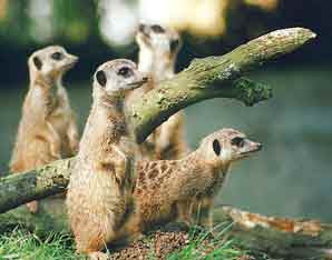 Emma Alvarez Blog: Kalahari Desert, A Full Of Life Place