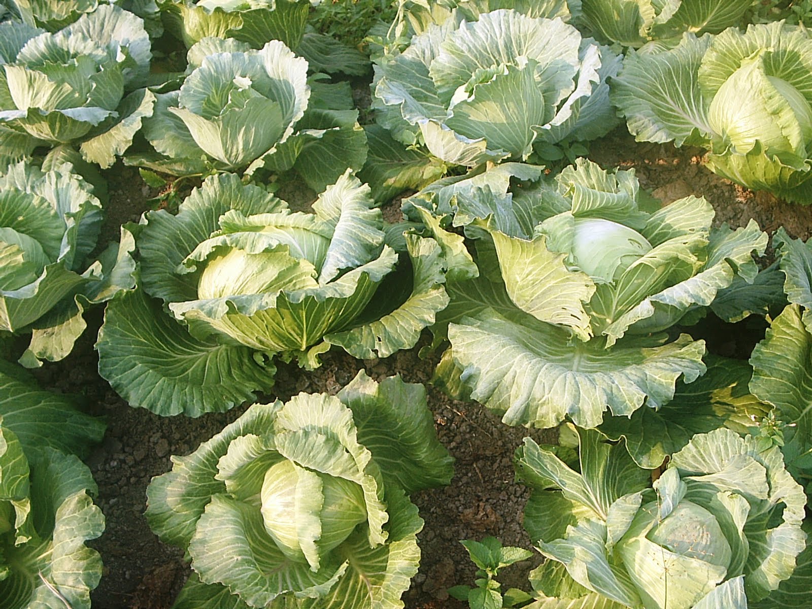 Budidaya Kubis ~ Manyili Farm