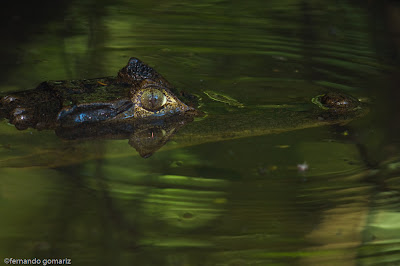 PURA VIDA: Caimán o guajipal
