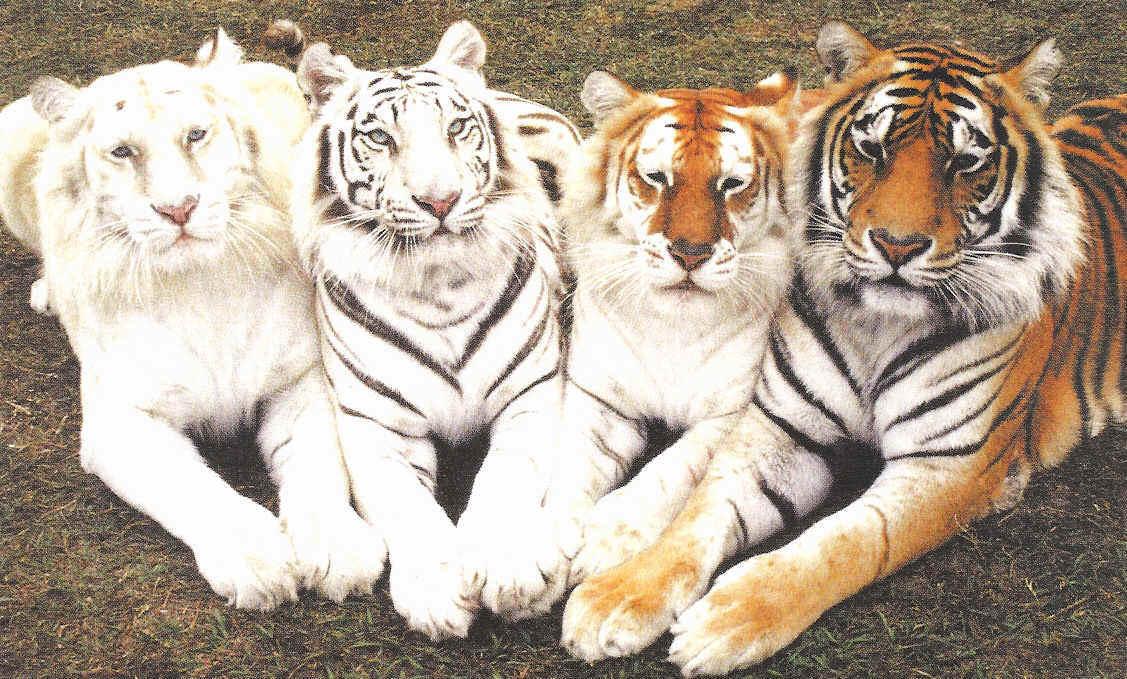 Tigers: Kind Of Tigers