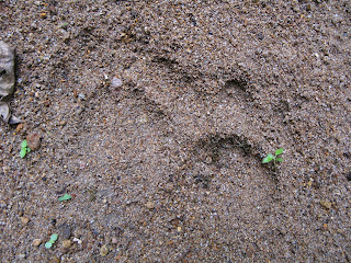 Lost Frogs of Panama: Ocelot tracks and colored beetles
