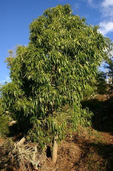 Toowoomba Plants: Bitterbark at the Bunyas