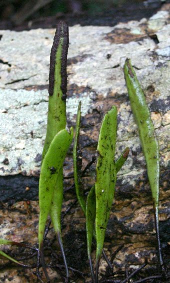 Toowoomba Plants: Two Felt Ferns