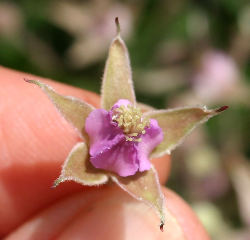 Toowoomba Plants: Small-flowered Raspberry