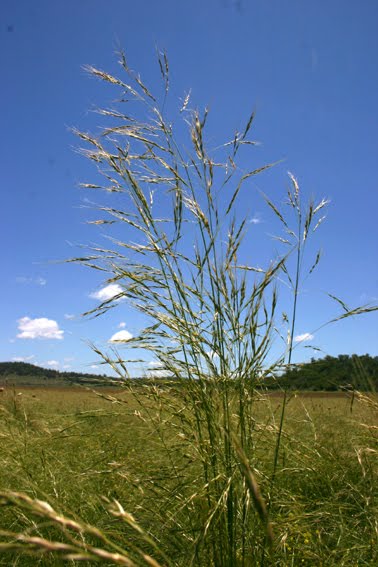 Toowoomba Plants: Plains Grass