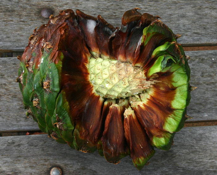 Toowoomba Plants: No-fuss Bunya Nut Cookery