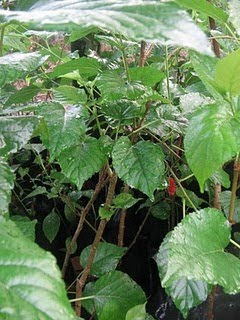 http://malberimulberry.blogspot.com: Pokok Malberi (Mulberry) : Khasiat ...
