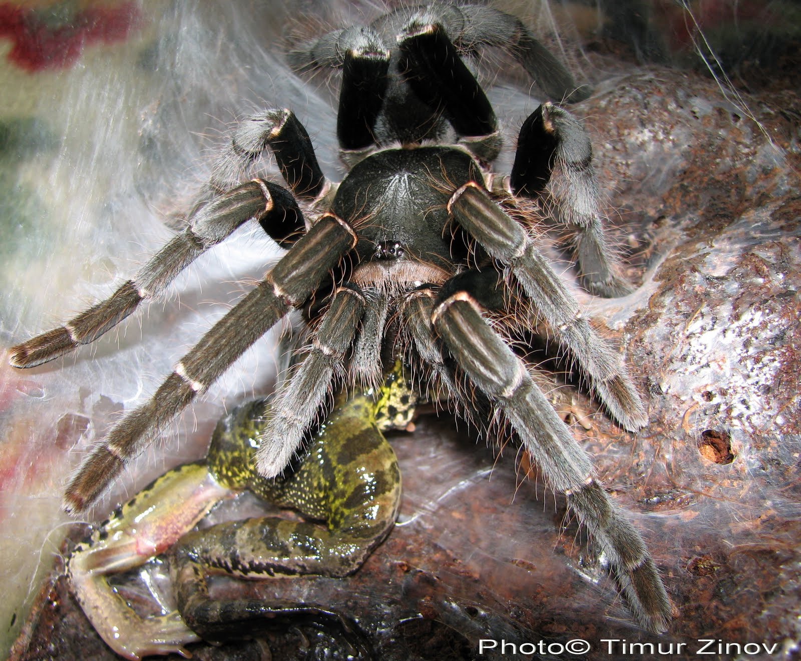 МИР ПАУКОВ: Hysterocrates hercules