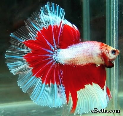 Jagat Raya: Taking Care Of Betta Fish