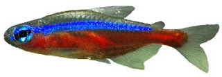 Blog de Jorge Yoshida: Neon Cardinal e Rodostomo