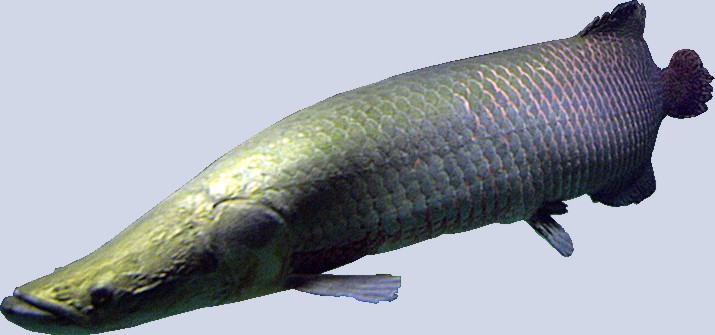 PIRARUCU - ARAPAIMA GIGAS ~ Restauranter
