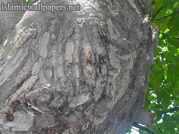 Allah Name on Tree - Islamic Wallpapers, Kaaba, Madina, Ramadan, Eid ...