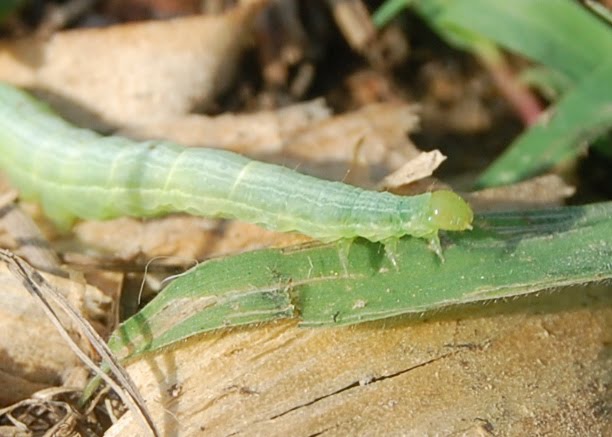 Picture This!: Cabbage & Cabbage Worm