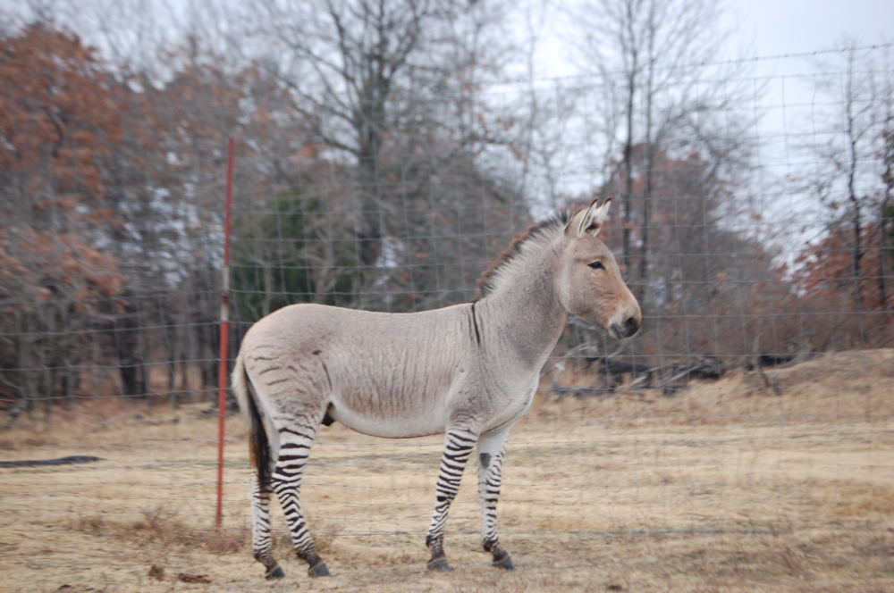 Picture This!: Exotic Animal Pictures 3