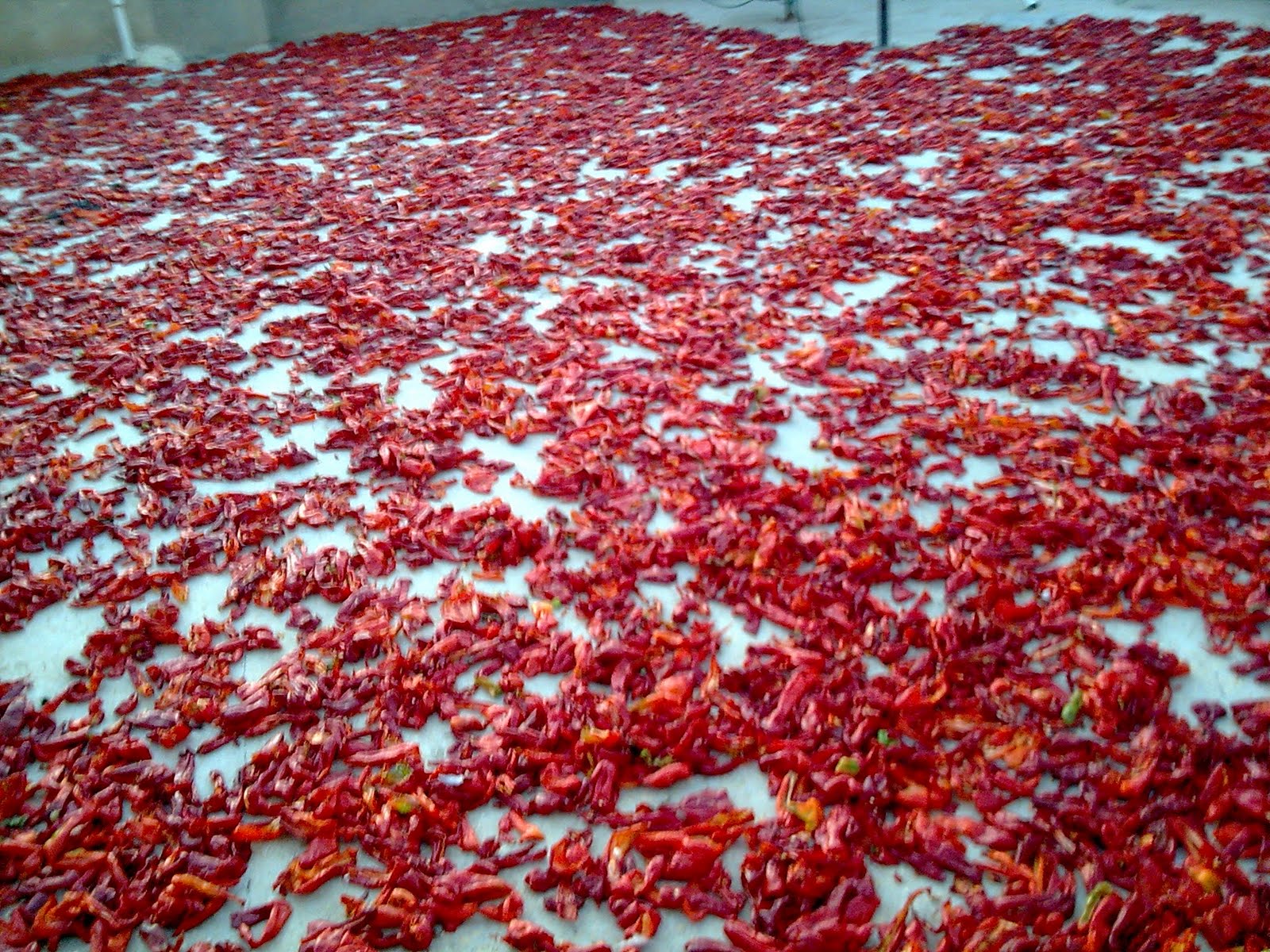 nanekokusu: İSOT URFA BİBERİNİN YAPILIŞI