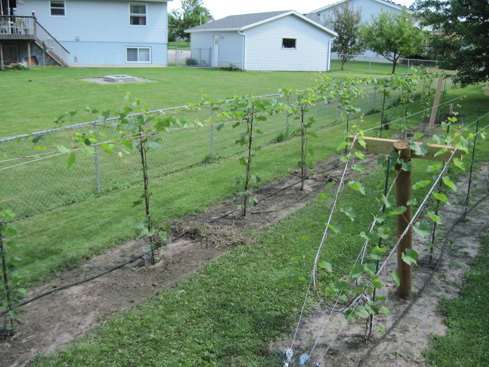 Growing Grapes in my Vineyard: Finished Trellis