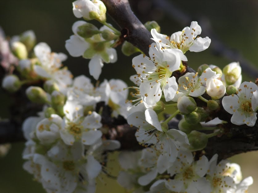 Colin Blogs: Plants I'm Growing: Pluot "Dapple Dandy"