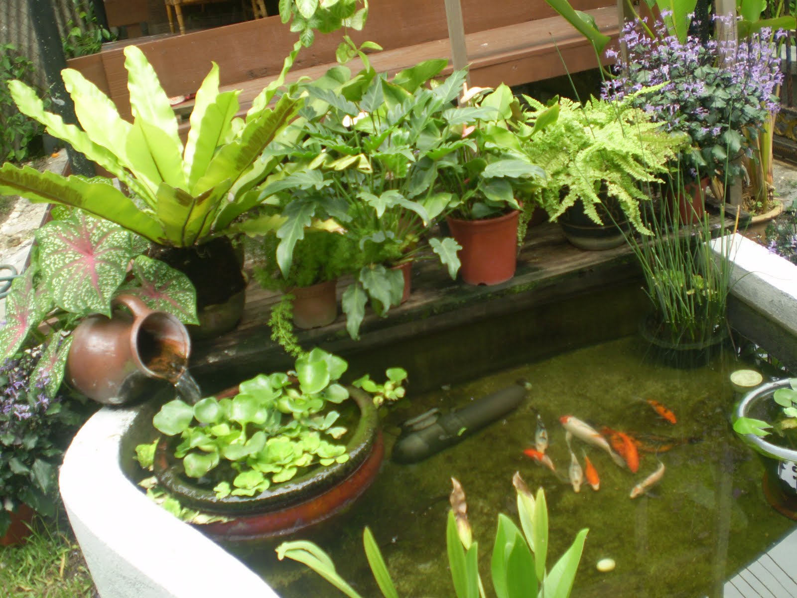 Indoor Water Garden With Fish