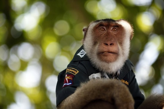 Damn Fresh Pics: Here Comes the Monkey Police