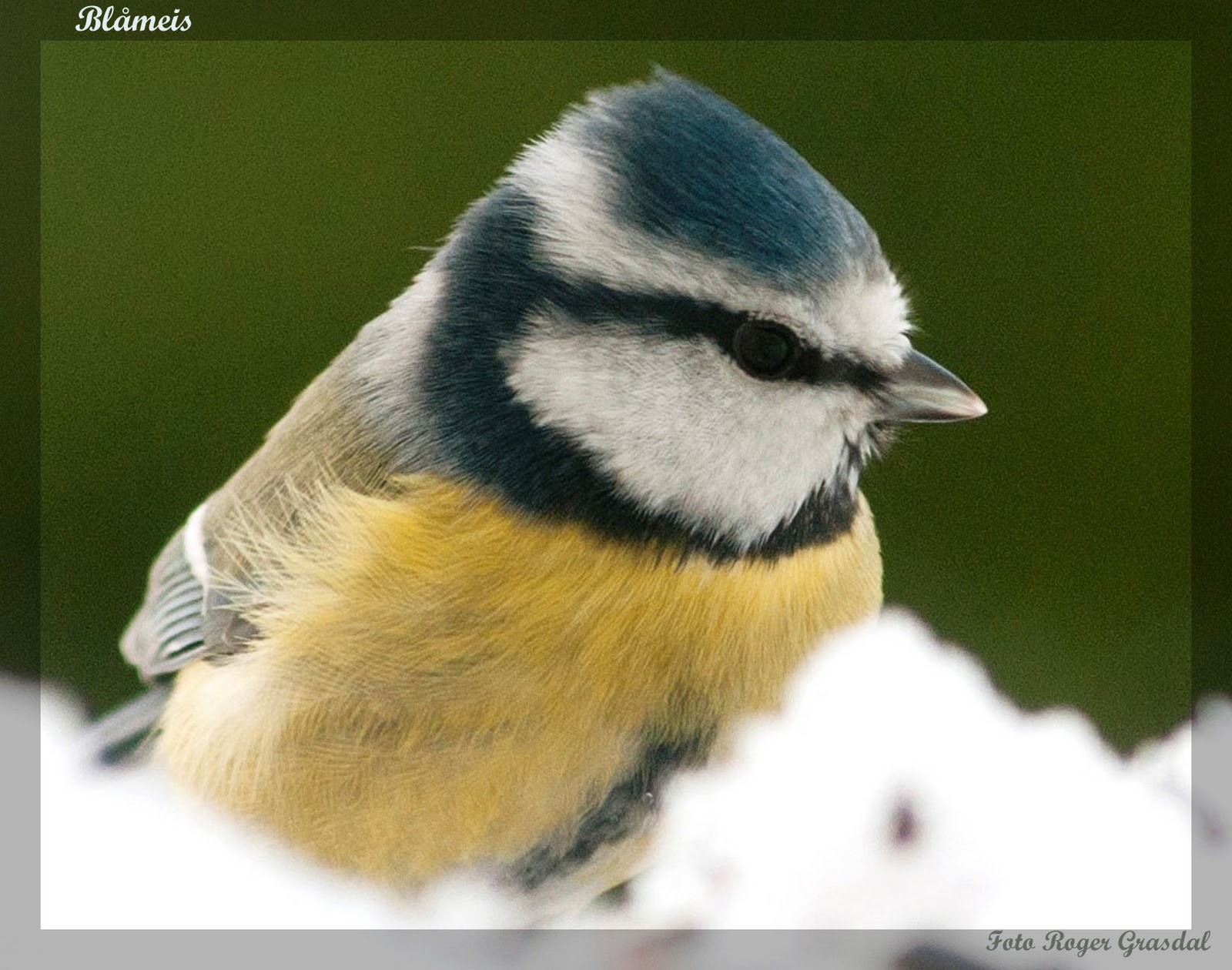 Roger Grasdals Naturbilder: Fugler fra fuglebrettet