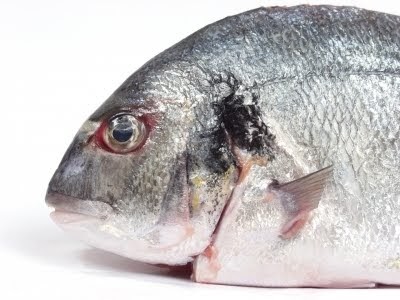 15 Minutes, Gosselin Style: Point/Counterpoint: The fish stinks from ...