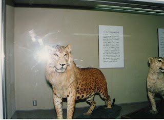 The Circus "NO SPIN ZONE": Lion X Leopard/Leopard X Lion exhibit in ...