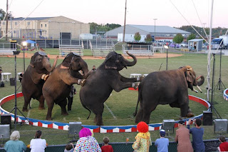 The Circus "NO SPIN ZONE": George Carden elephants--Linden, Tenn.