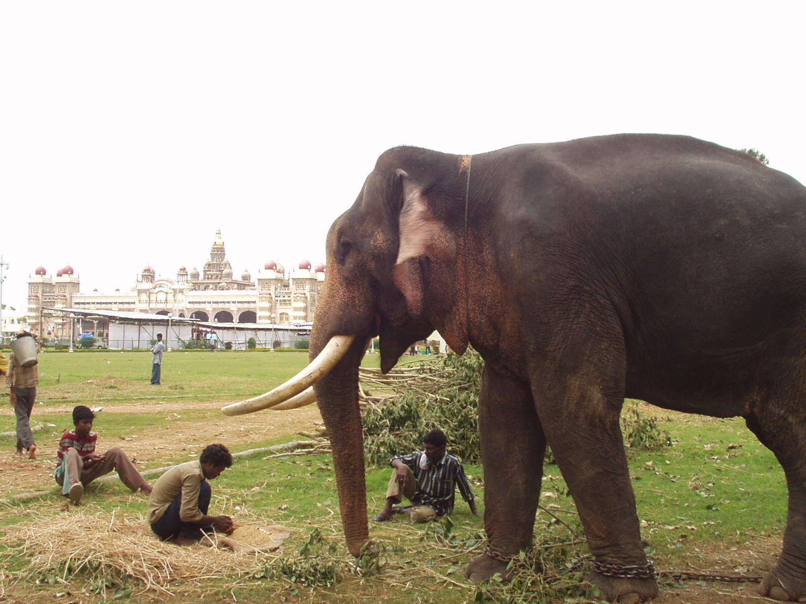The Circus "NO SPIN ZONE": Balarama and the Desara Elephant