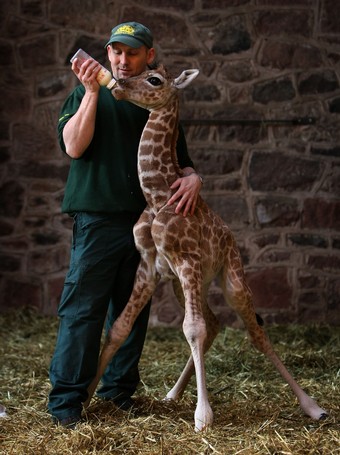 The Smallest Giraffe In The World